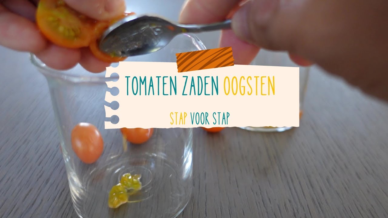 Tomatenzaden oogsten - YouTube
