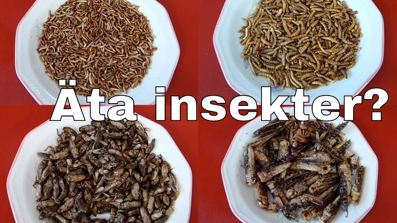 Insekter som mat? Buffalo worms, mjölmaskar, syrsor och gräshoppor ...