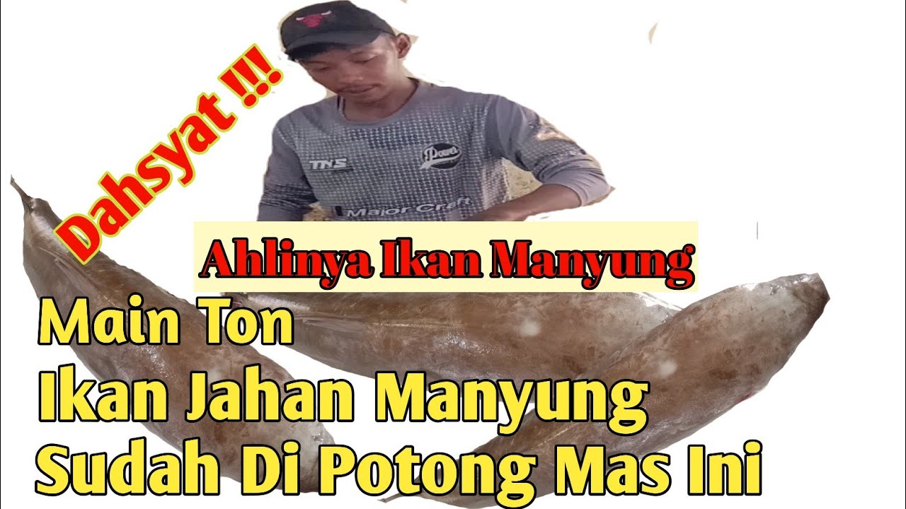 Cara memotong ikan jahan atau ikan manyung yang bertelur berbobot 8kg ...