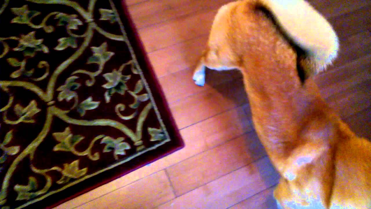 Niko the excited screaming Shiba Inu 2 - YouTube