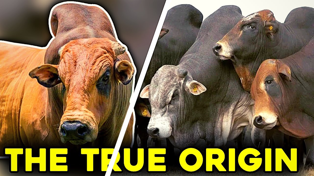 Boran Breed - Meet this fantastic breed & Characteristics - YouTube