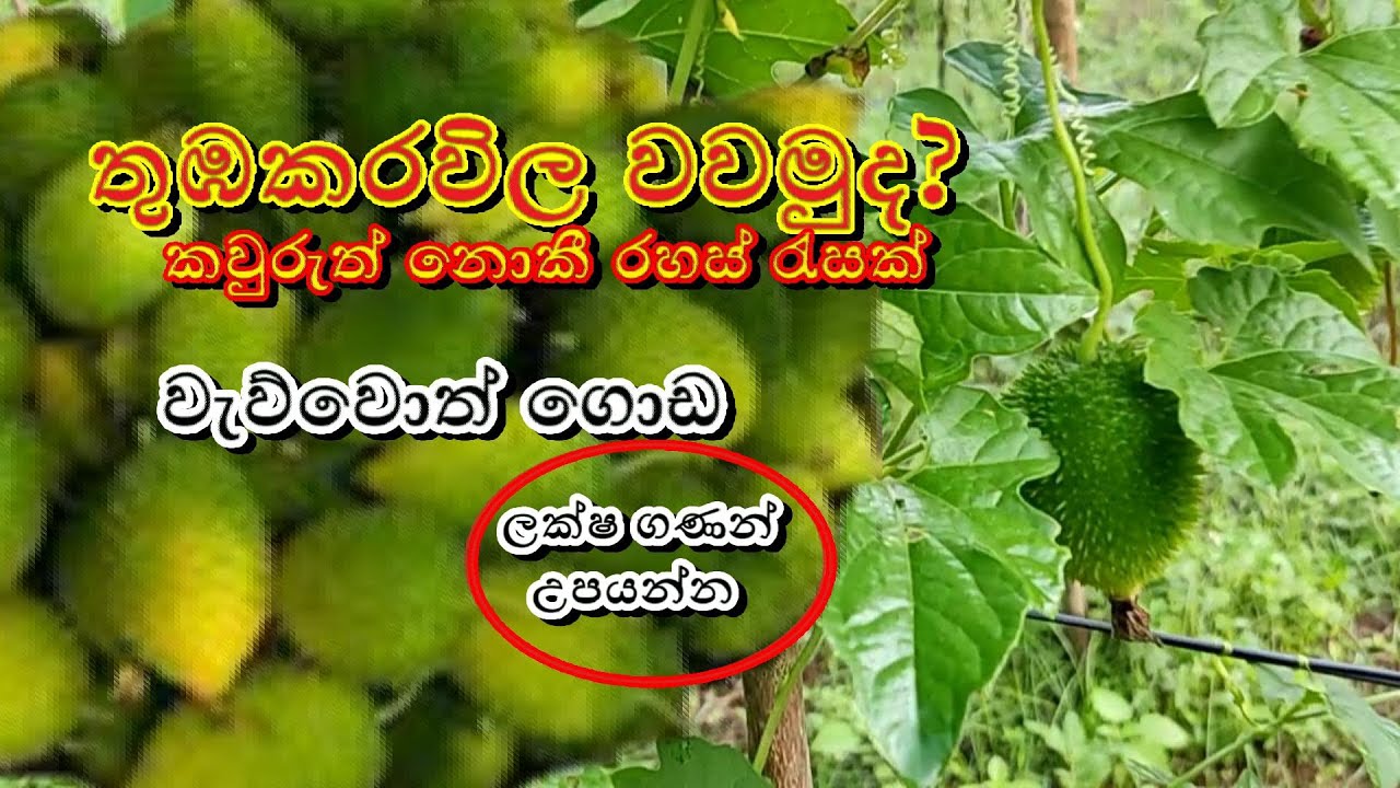 තුඹකරවිල වගාව කරන විධිය ‍‍‍| Sweet Bitter Gourd | Thumba karawila ...