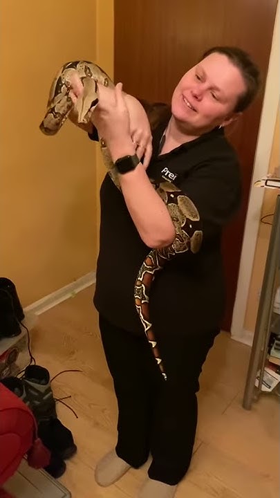 Boa Constrictor being handled - YouTube