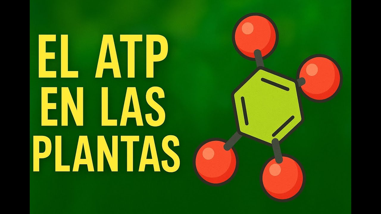 ¿Cómo obtienen energía las plantas? El papel del ATP explicado fácil 🌱⚡ ...