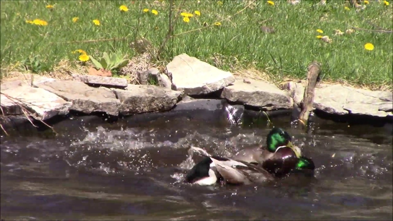 Duck drama - YouTube