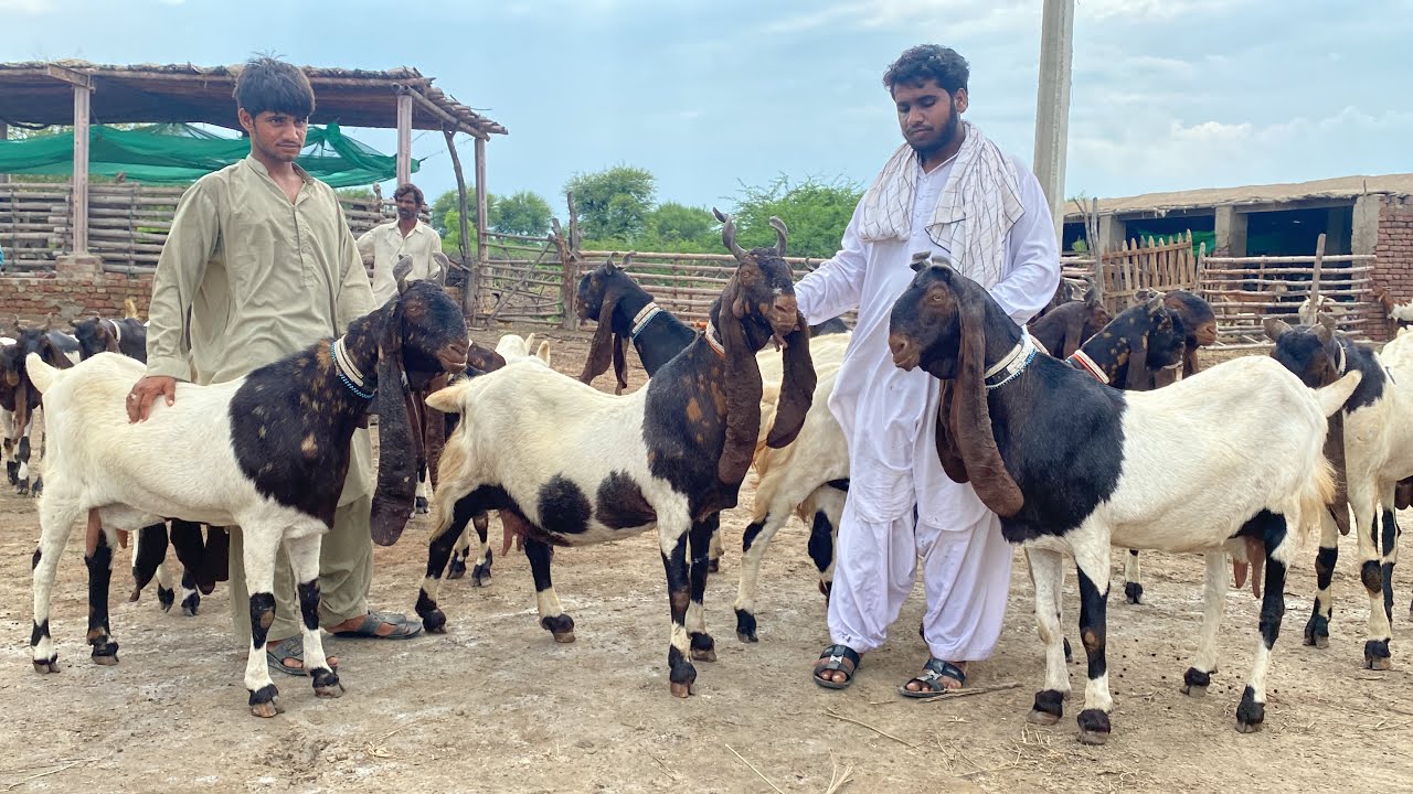 Pure Pateri goats of Allah Ditto Chandio | Pateri goats documentary ...