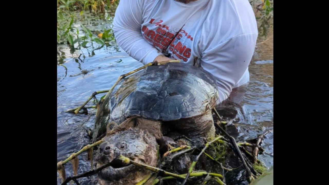 Massive Florida snapping turtle - YouTube