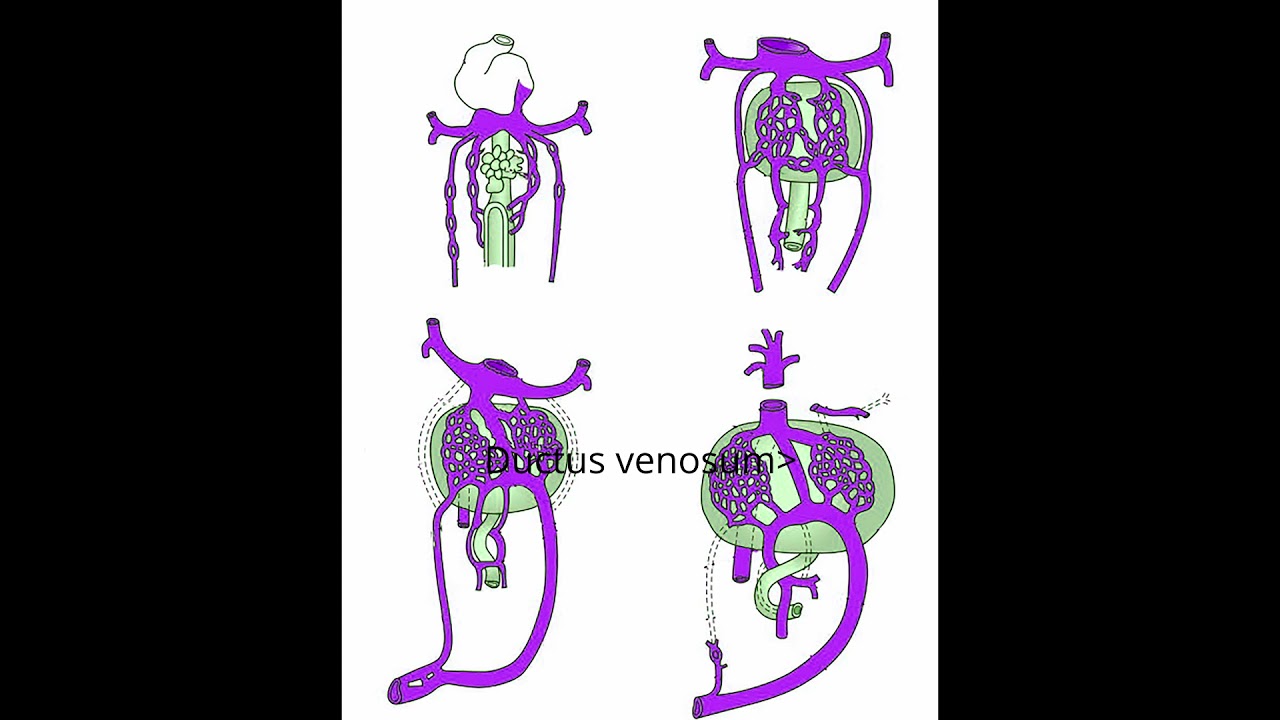 Embryology of the veins - YouTube