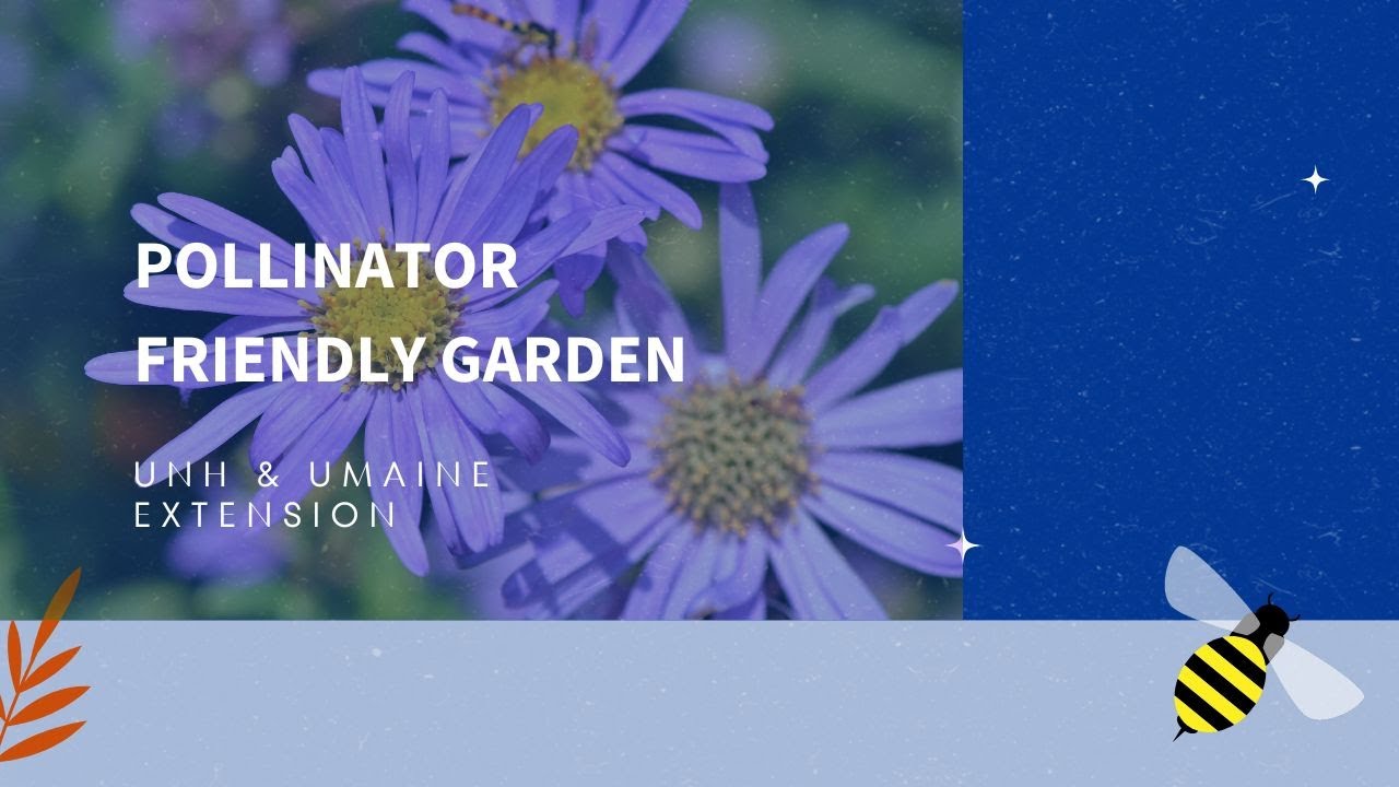 How to Create a Pollinator Friendly Garden - YouTube