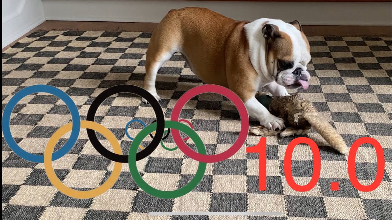 Perfect 10.0 SCORE - Olympic Bulldog competes in Dead Duck games - YouTube