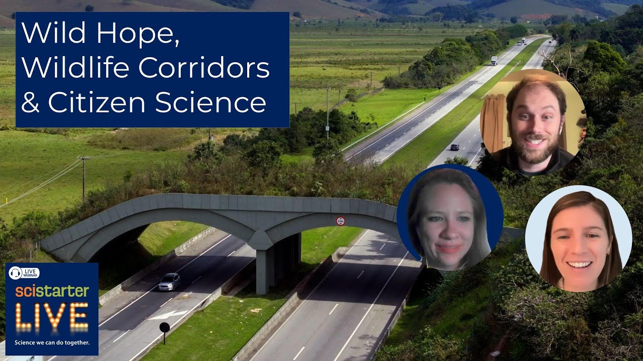 LIVE #91: Wild Hope, Wildlife Corridors, and Citizen Science - YouTube