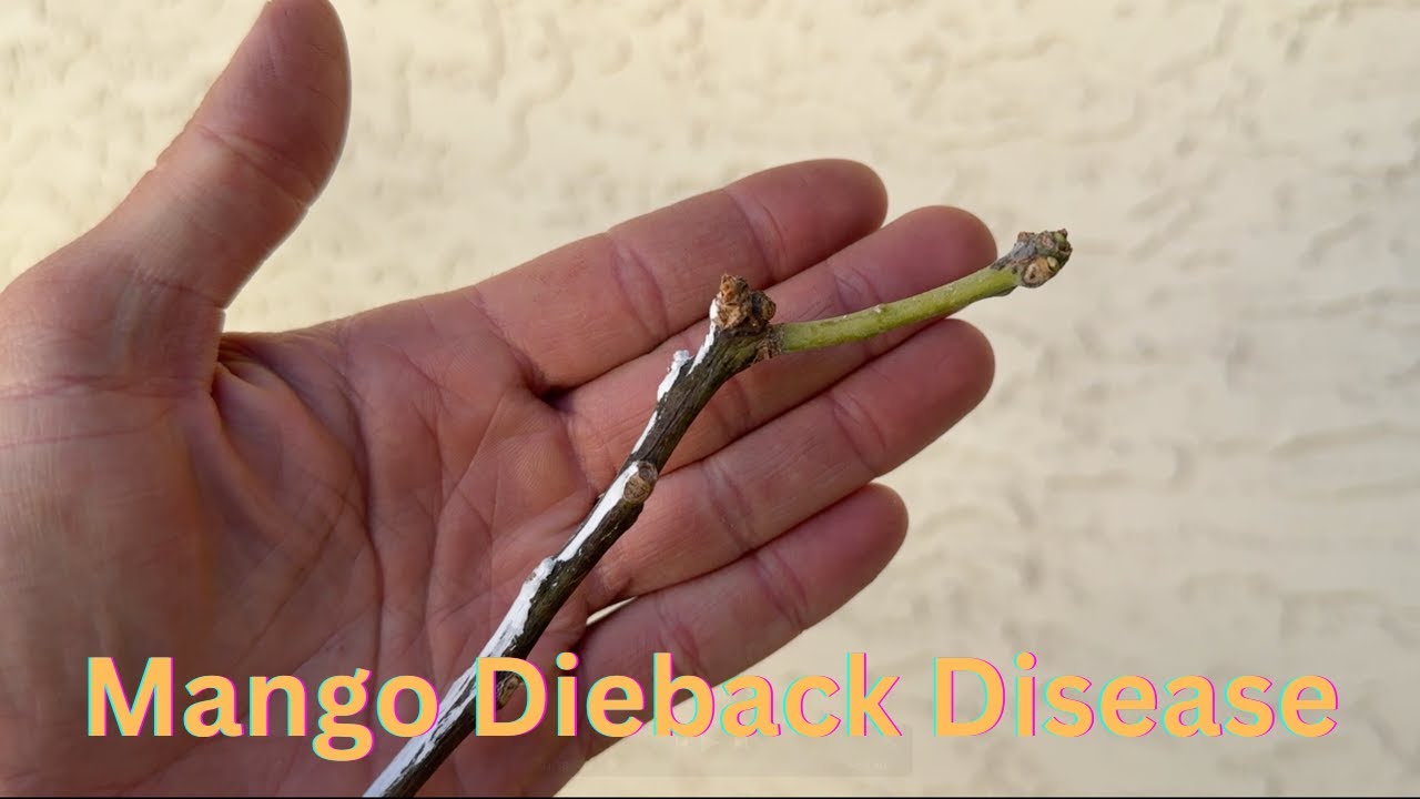 Do This To Save Your Mango Tree in Phoenix! Mango Dieback Disease in AZ ...