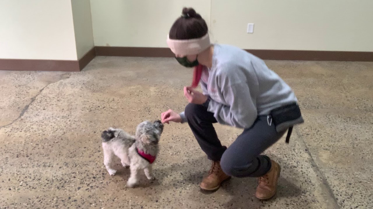 Maria The Dog Trainer & Coco S. 1/14/2021 - YouTube