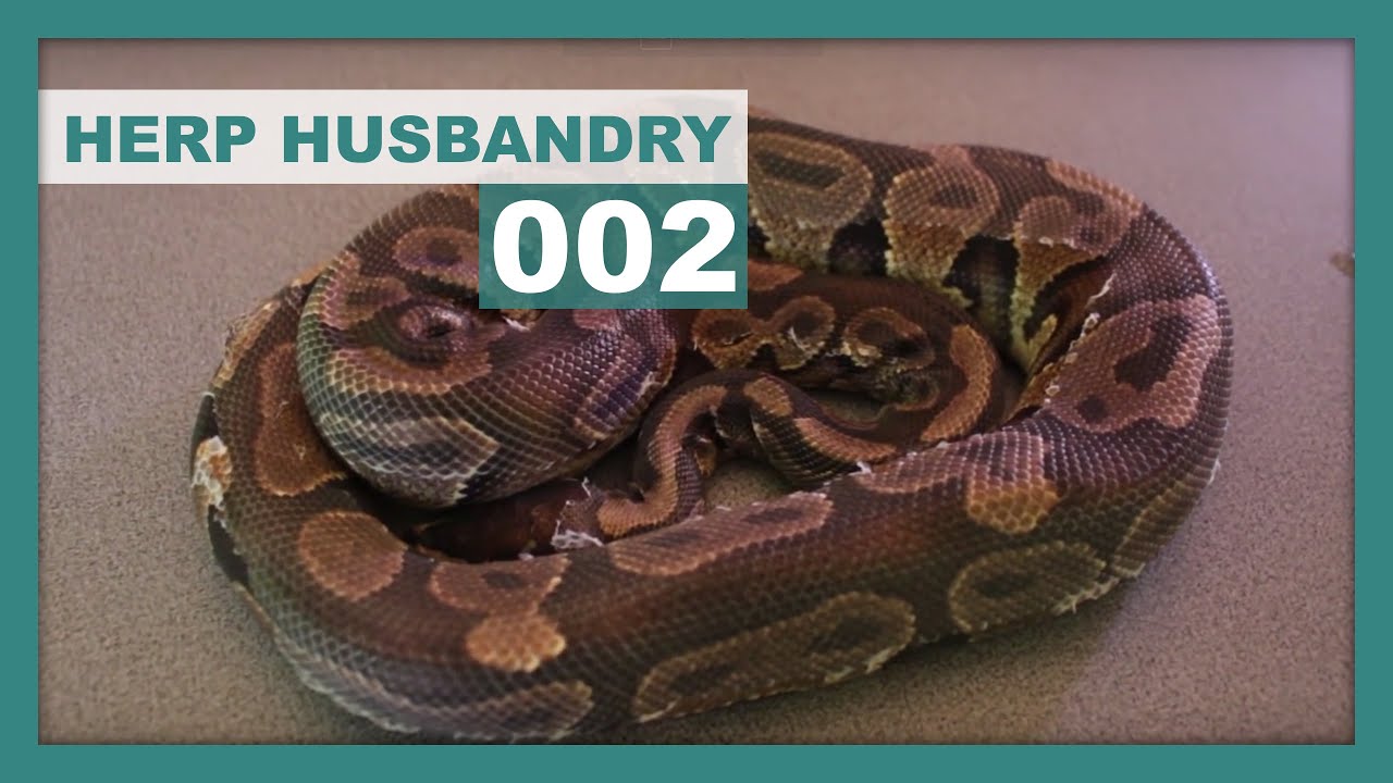 How to Avoid Stuck Snake Shed - YouTube