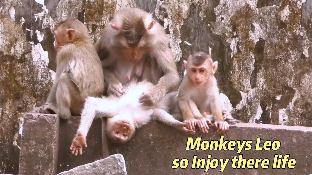 Monkeys Leo so In joy there life #monkeyleo - YouTube