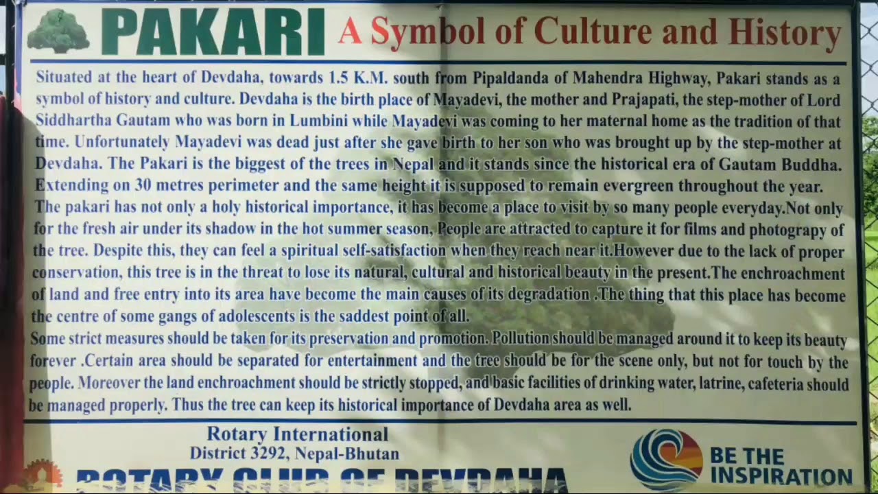 Pakari Tree - Asia's largest Tree in nepal / पाकडी बृक्ष - YouTube