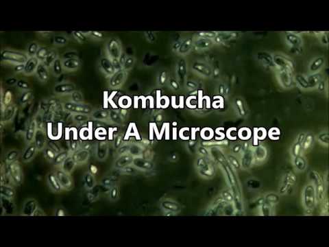 Kombucha Under A Microscope - Probiotics and gut health - YouTube
