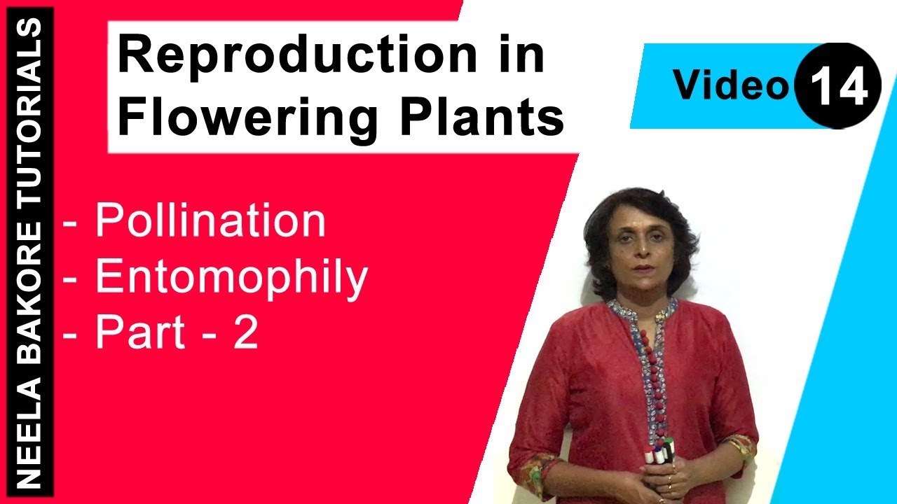 Reproduction in Flowering Plants | NEET | Pollination - Entomophily ...