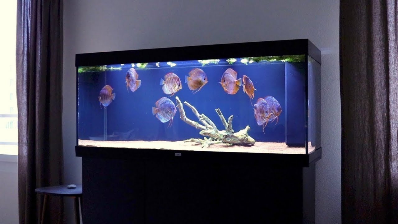 120 Gallon Discus Fish Tank | Juwel Rio 400 - YouTube