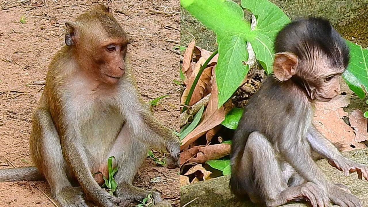 Funny Dee Dee Monkey Does A Good Job To Look After A Cute Baby Daniela ...