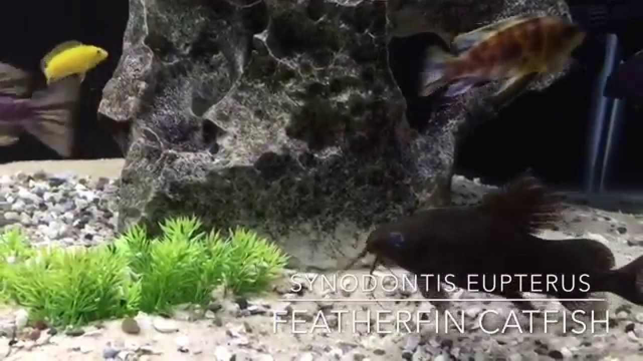 Synodontis Eupterus | Featherfin Squeaker | African Catfish - YouTube