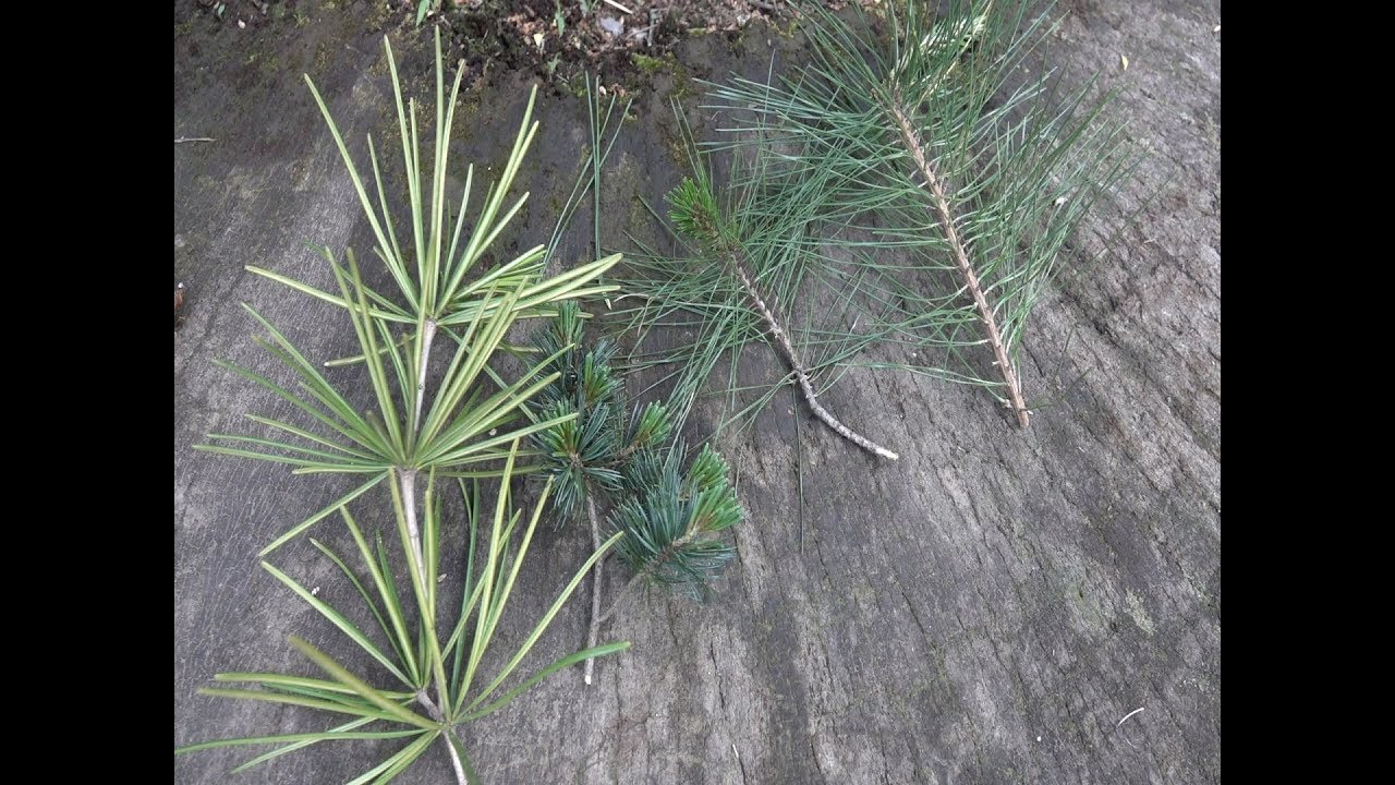 어떤게 우리소나무일까? Pine tree - YouTube