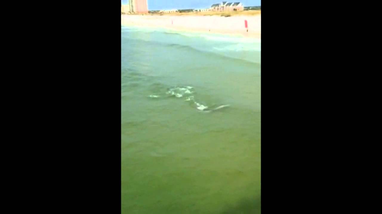 Sharks and Dolphins hunt the beach! - YouTube