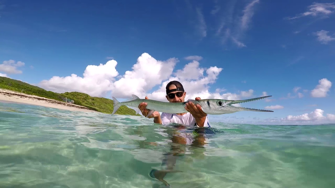 Une orphie tropicale croque la main de Mr and Mrs Fish !! Needlefish bite his hand ! - YouTube