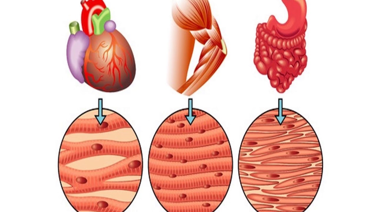 National 5 Specialised Cells And Multicellular Organisms YouTube national-5-specialised-cells-and-multicellular-organisms-youtube