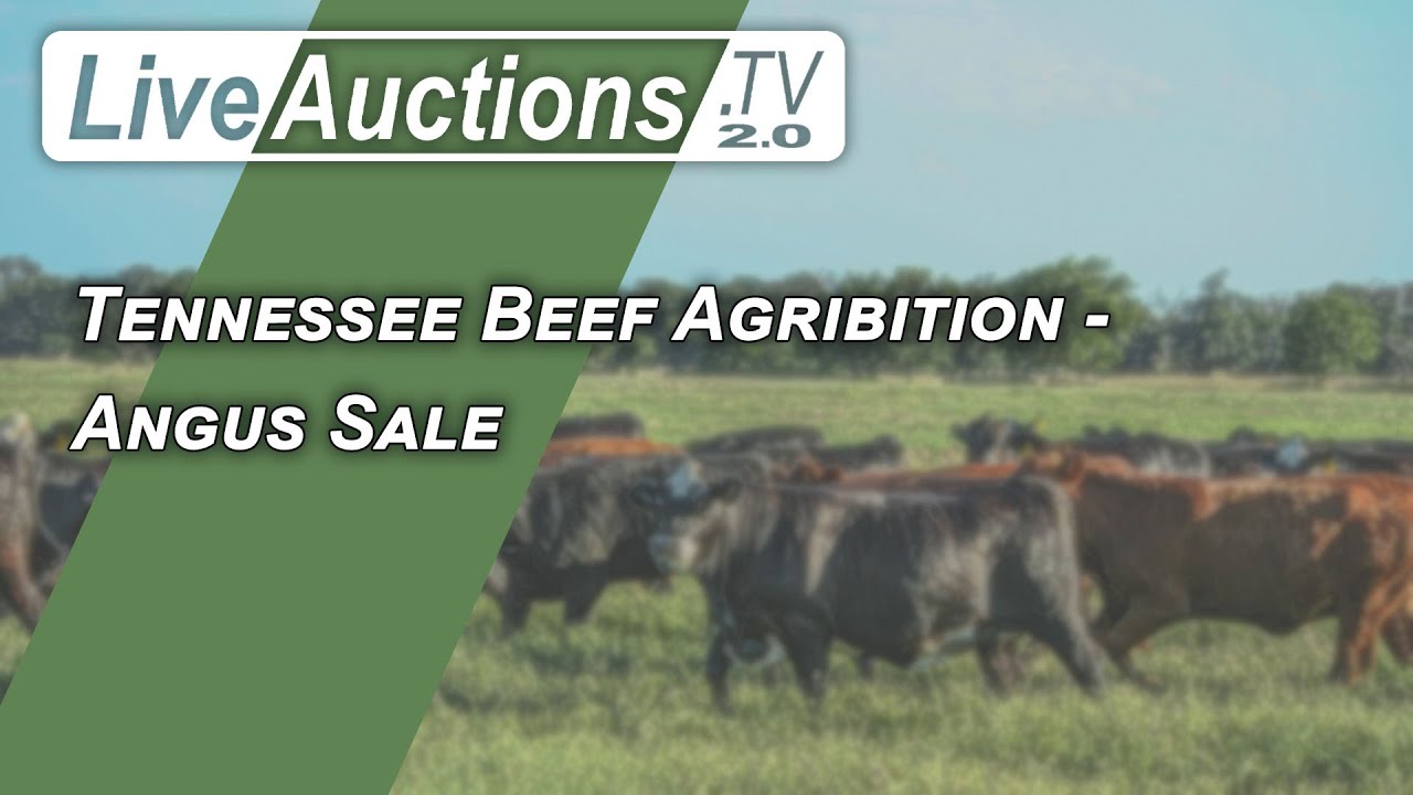 Tennessee Beef Agribition - Angus Sale - YouTube