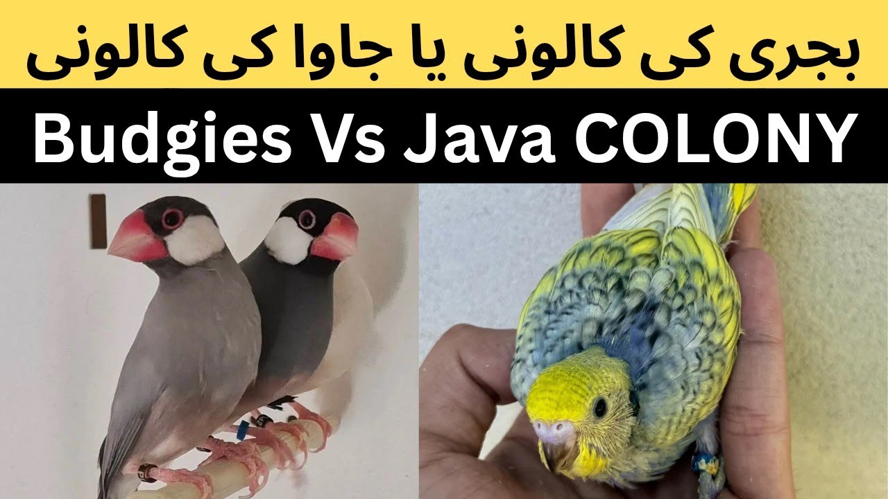 budgies colony Vs Java COLONY - YouTube