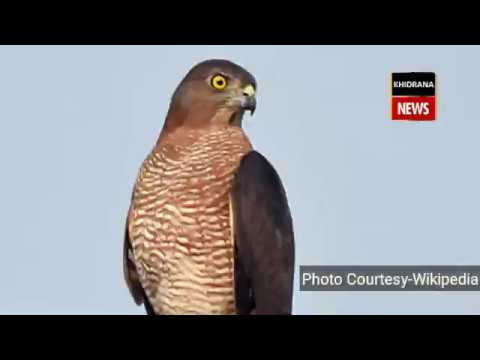 BAMBIHA Bird।। ਬੰਬੀਹਾ ਪੰਛੀ ਕਿਸ ਤਰ੍ਹਾਂ ਦਾ ਹੁੰਦਾ ਹੈ।। ਬੰਬੀਹਾ ਕੀ ਹੈ ...