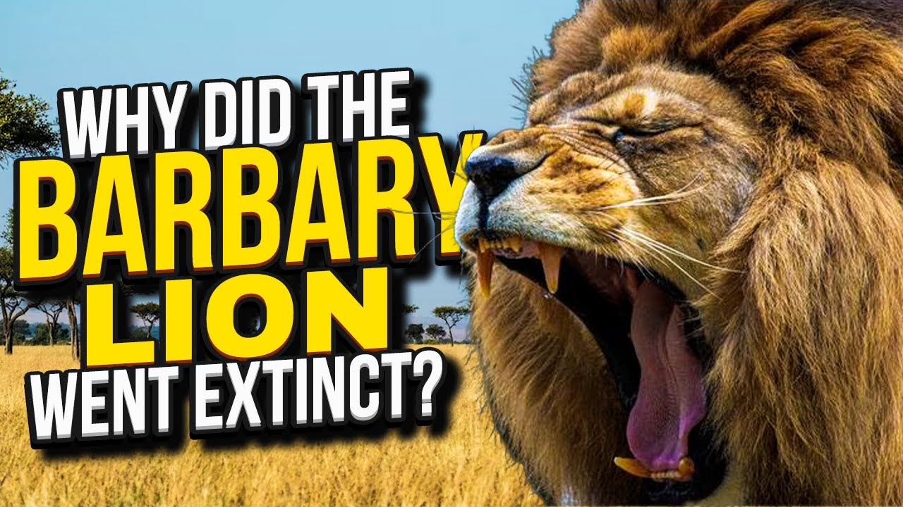 Why did the Barbary Lion become extinct in the wild? - YouTube