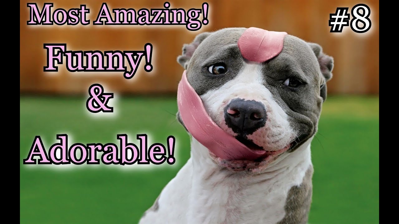 Perfect Puppy- "Most Amazing, Funny & Adorable Doggos!" - YouTube