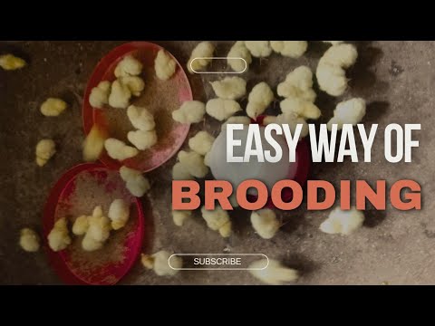 How to Brood day old chicks to maturity the easy way - YouTube