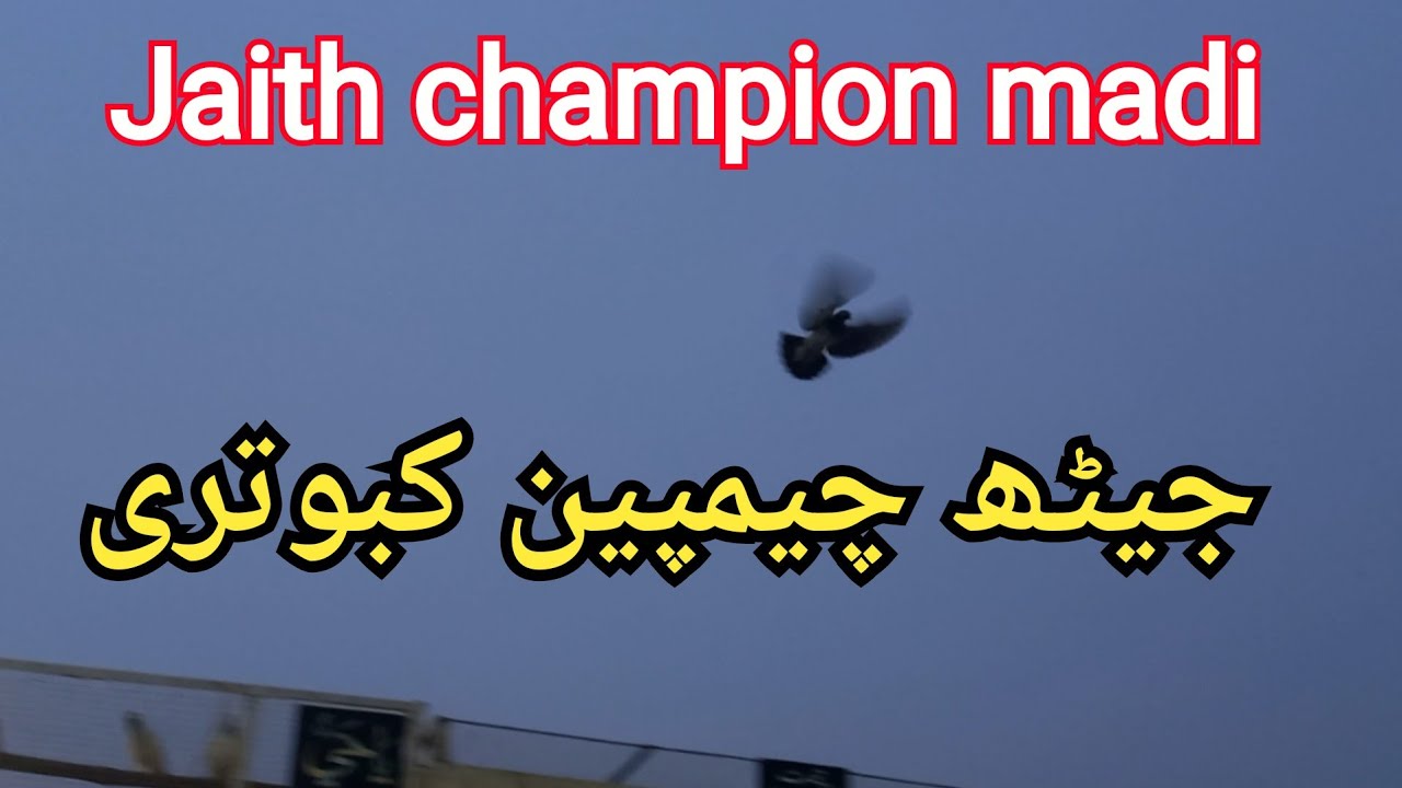 jaith 2023 kabootar bazi new rocord #kabootarbazi #ChiriMari - YouTube