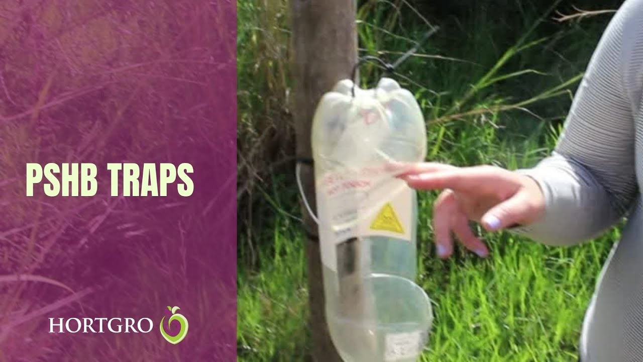 PSHB Traps - YouTube