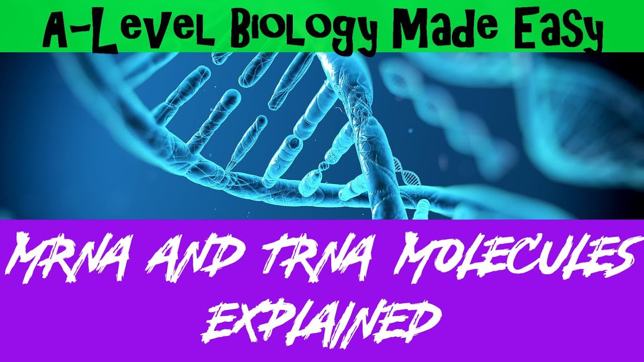 mRNA and tRNA molecules explained - A Level Biology Made Easy - YouTube