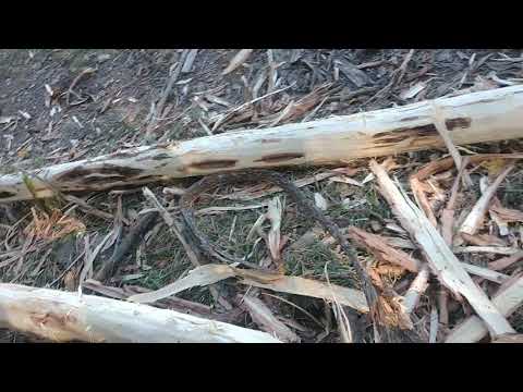 removing bark from black locust for long lasting fence poles - YouTube