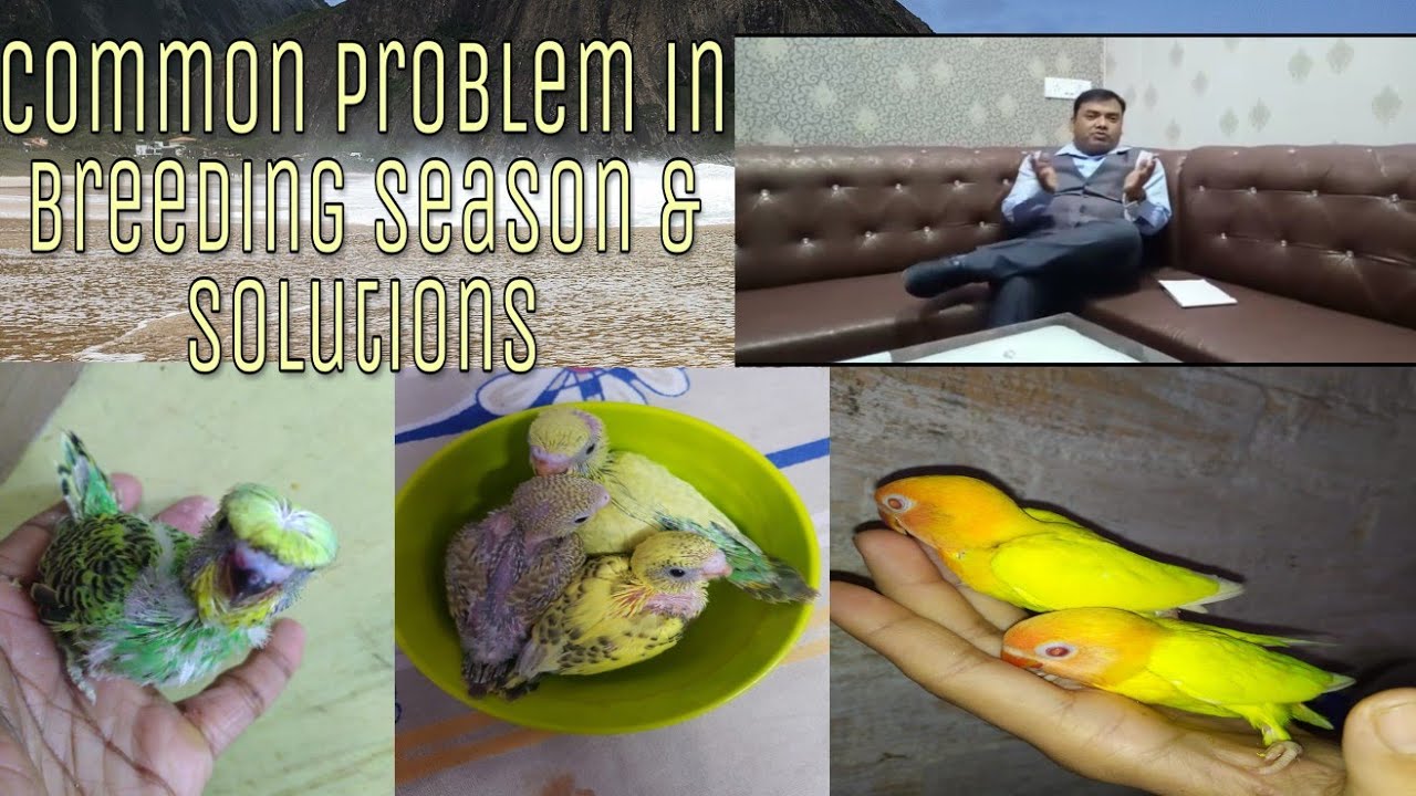 Common problem in breeding season - YouTube