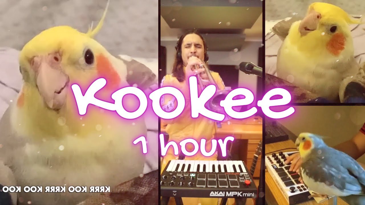 Kookee Kookee - Ginger the Cockatiel x The Kiffness - 1 HOUR - YouTube