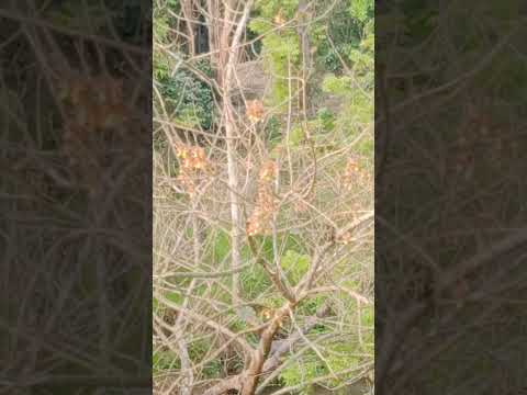 Gamari flower at village of Bangladesh - YouTube