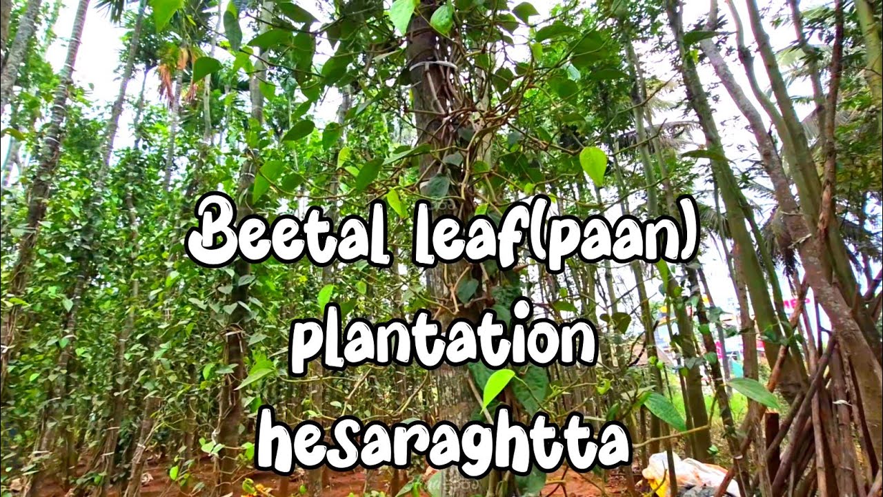 Green Gold of Karnataka | Betel Leaf Plantation at Hesaraghatta ...