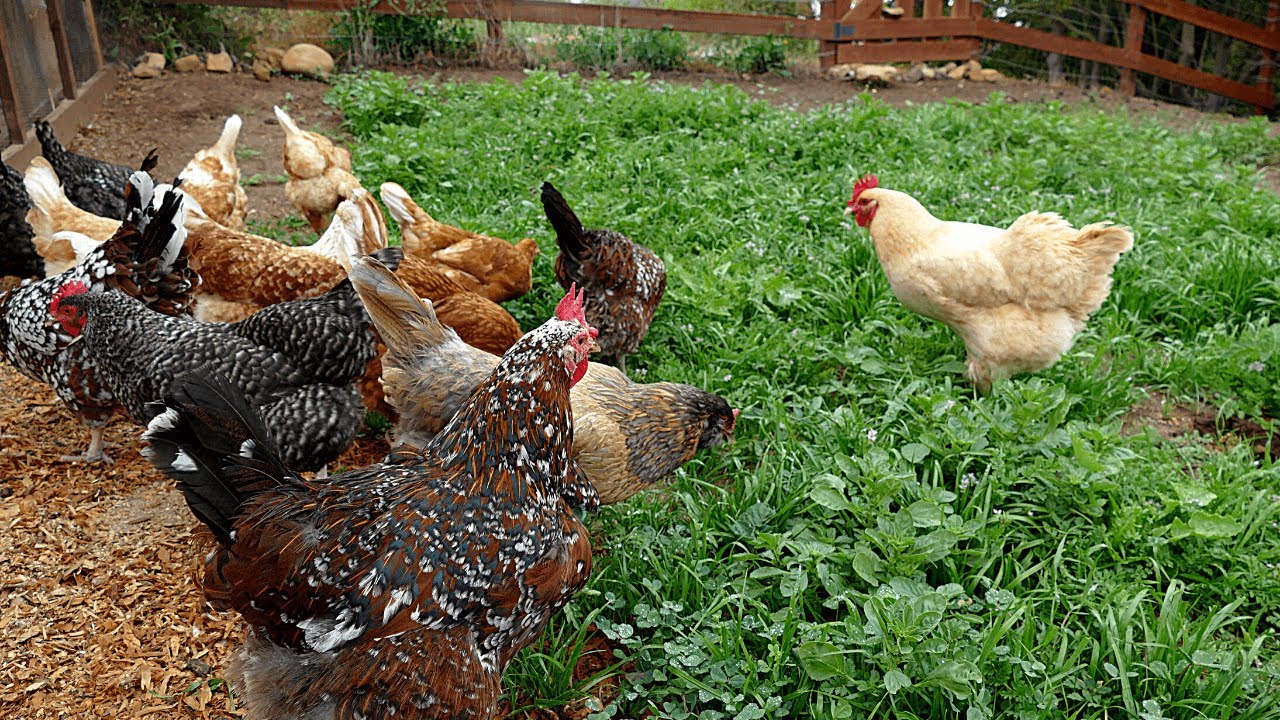 Making a Chicken Pasture - Start to Finish - YouTube