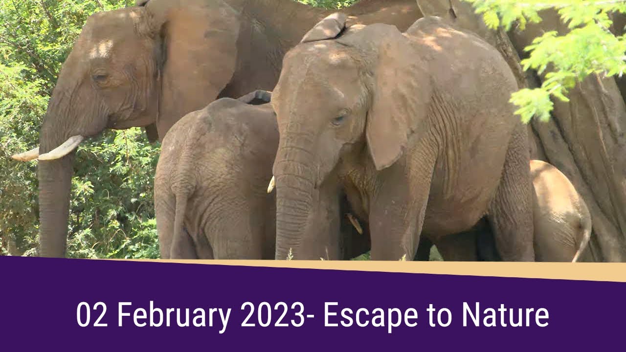 Escape to Nature Highlights 02 February 2023 - YouTube