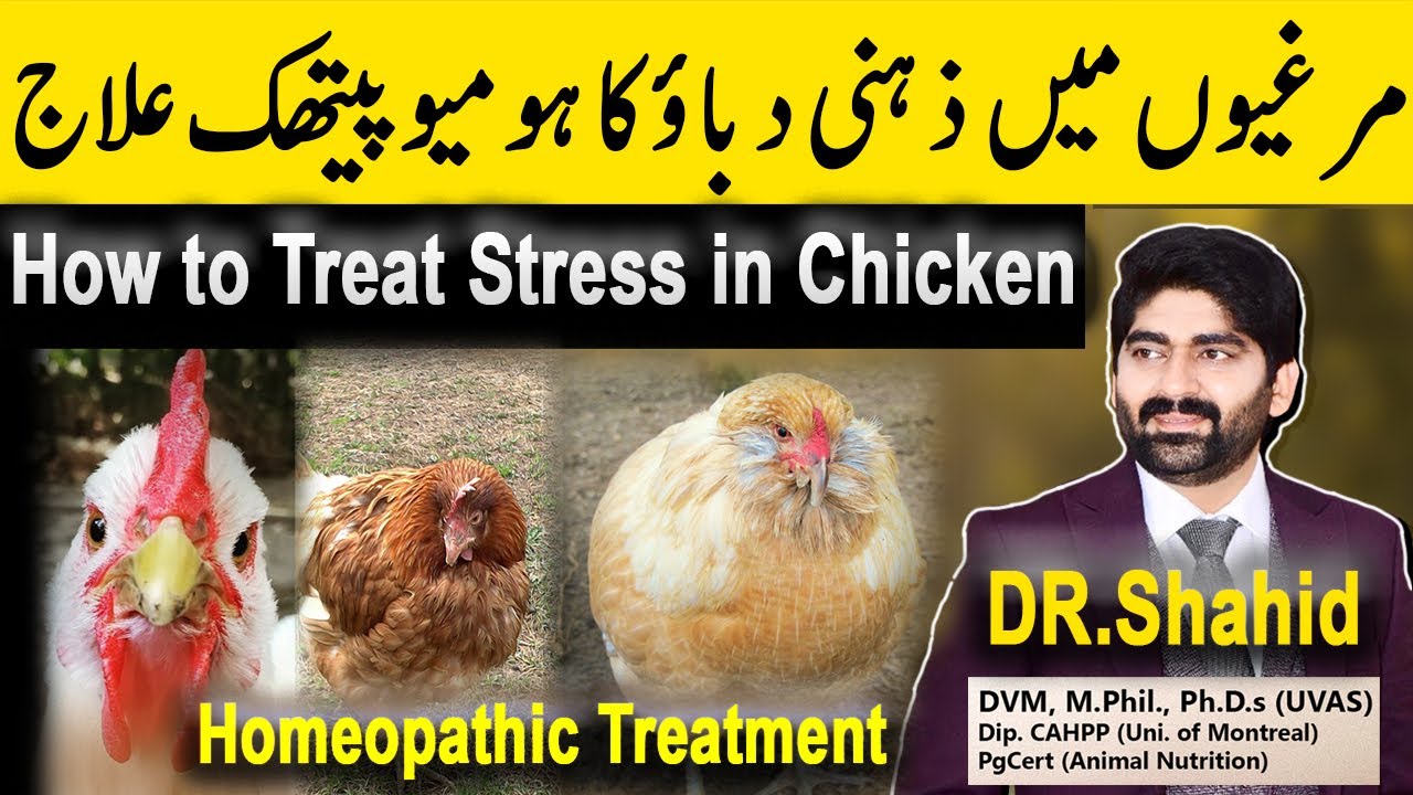 Stress in Chickens | How to Treat Stressed Hens | Poultry Farming - YouTube