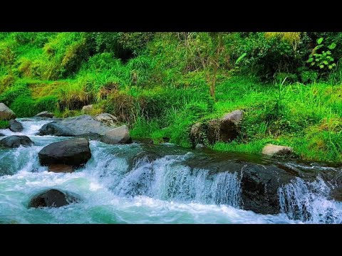 Gentle River Flow for Instant Calm | Relaxing Water Sounds for Better ...