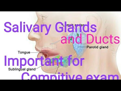 Salivary glands. Stensen's, Wharton, Rivinus duct - YouTube