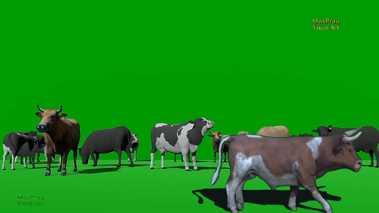 Cows Animation Green Screen | Animasi Sapi Bergerak | Hewan Qurban ...