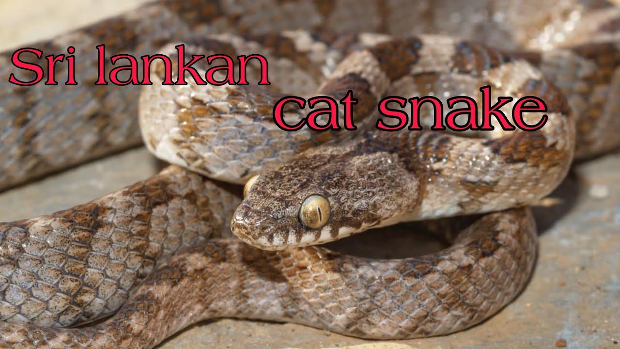 නිදි මාපිලා | cat snake | Nidi mapila - YouTube